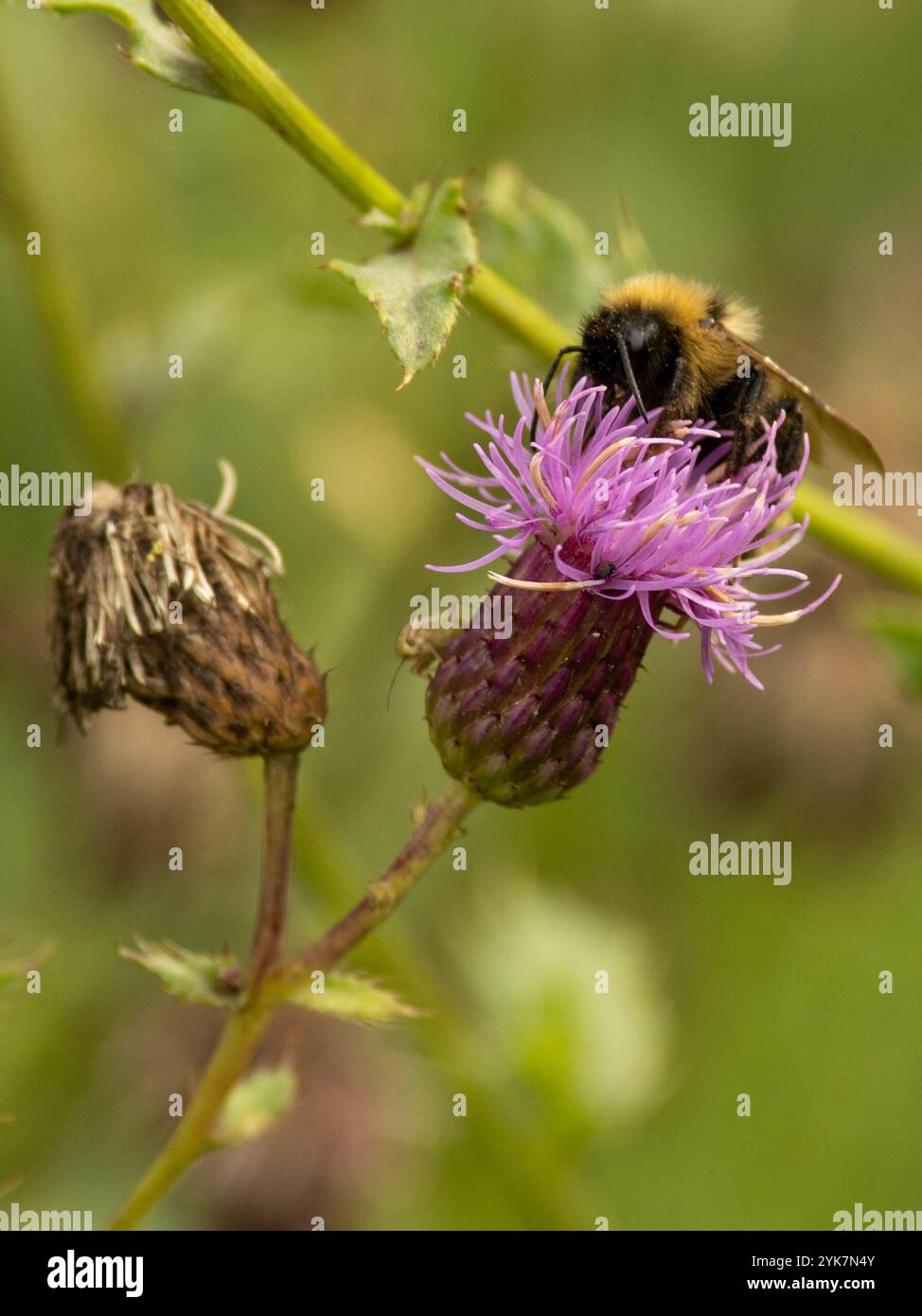Suckley's Cuckoo Bumble Bee (Bombus suckleyi Stock Photo - Alamy
