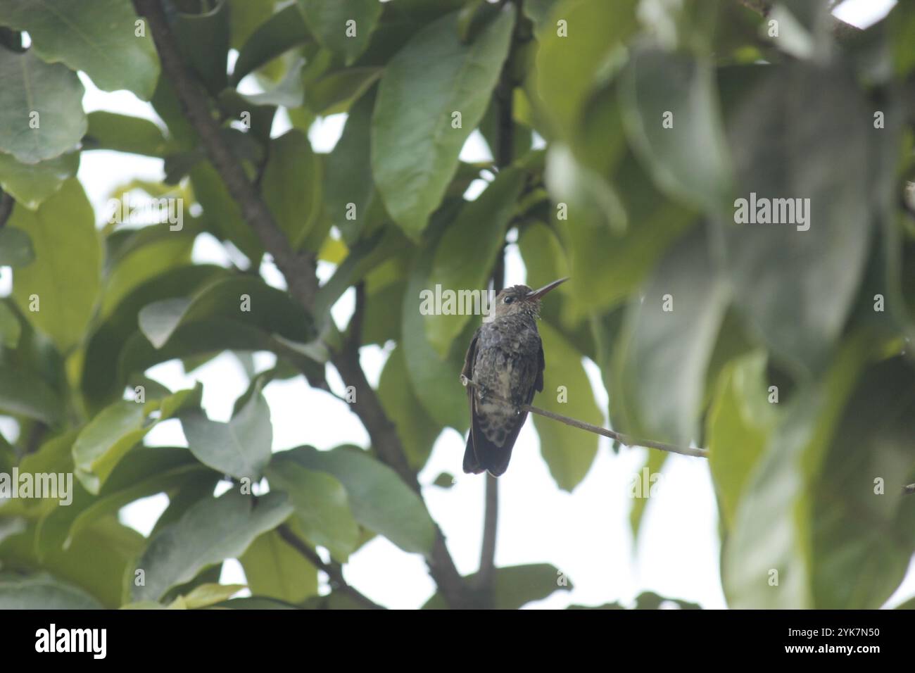 Chionomesa lactea hi-res stock photography and images - Alamy
