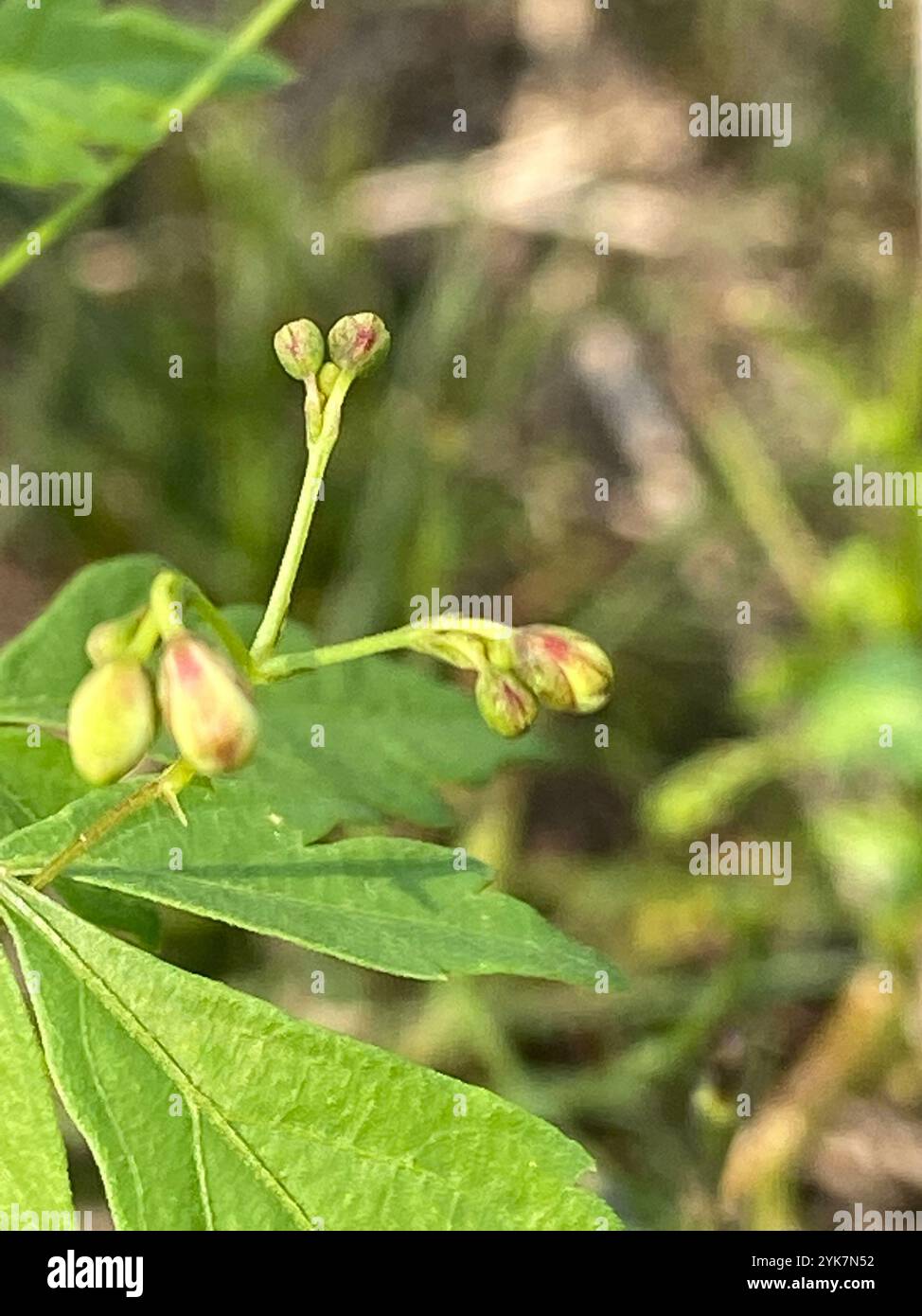 Lesser balloon vine hi-res stock photography and images - Alamy