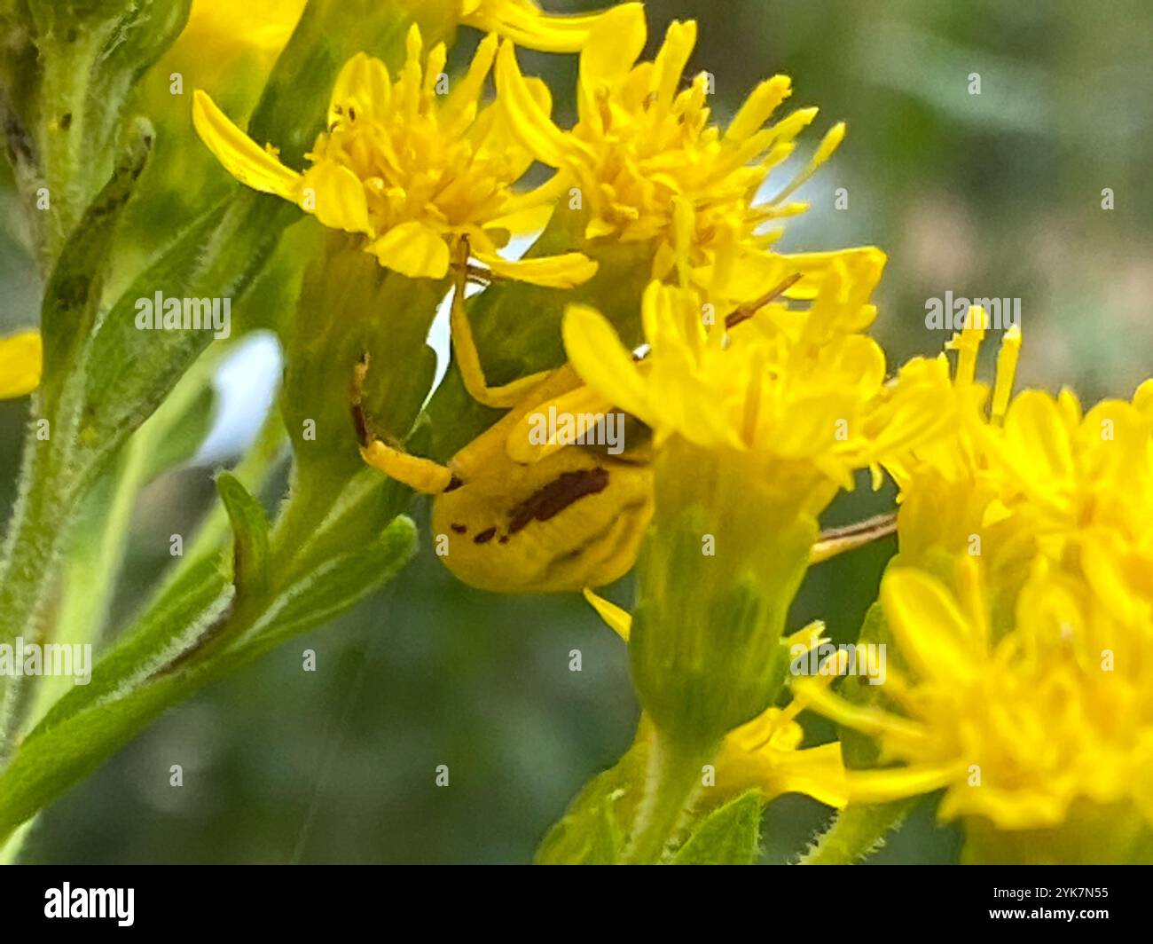 White-banded Crab Spider (Misumenoides formosipes Stock Photo - Alamy