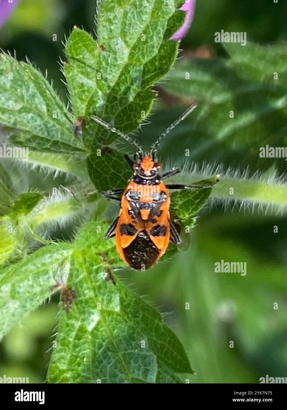 Spotted firebug hi-res stock photography and images - Alamy