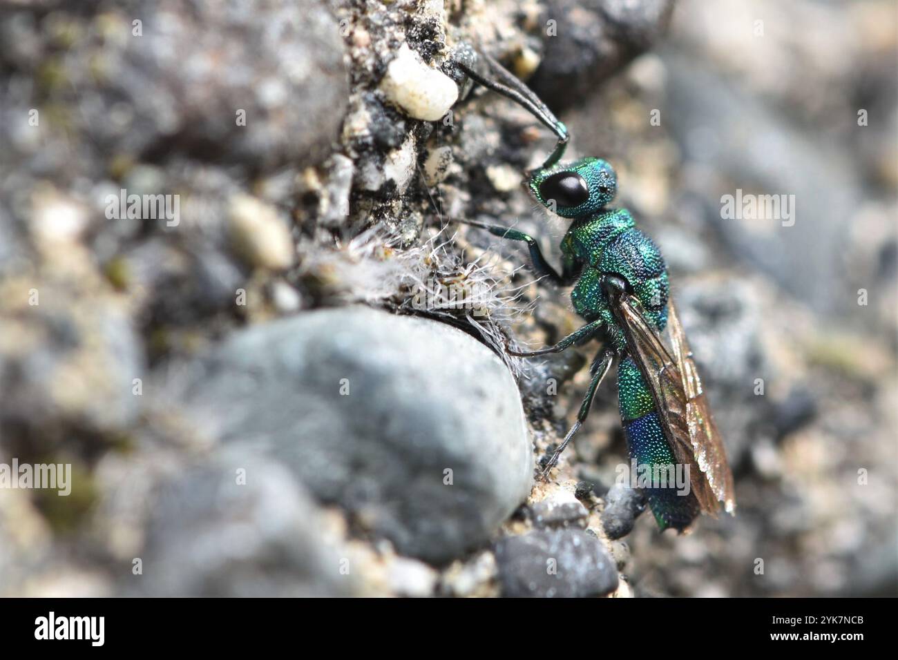 Ruby-tailed Cuckoo Wasps (Chrysis ignita Stock Photo - Alamy