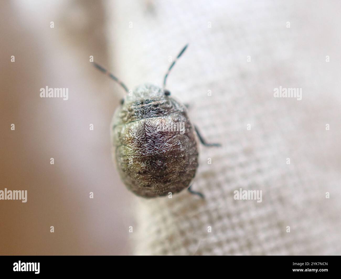 True Bugs (Heteroptera Stock Photo - Alamy
