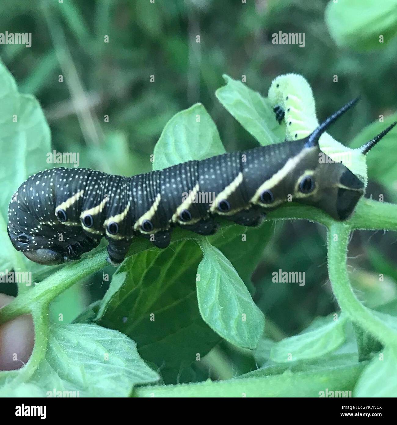 Five-spotted Hawk Moth (Manduca quinquemaculatus Stock Photo - Alamy