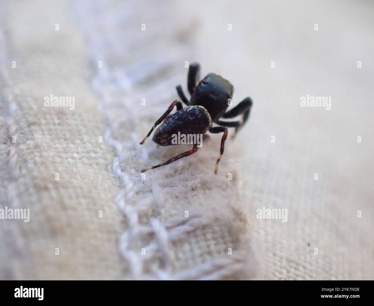 Leaf-beetle Jumping Spiders (Sassacus Stock Photo - Alamy