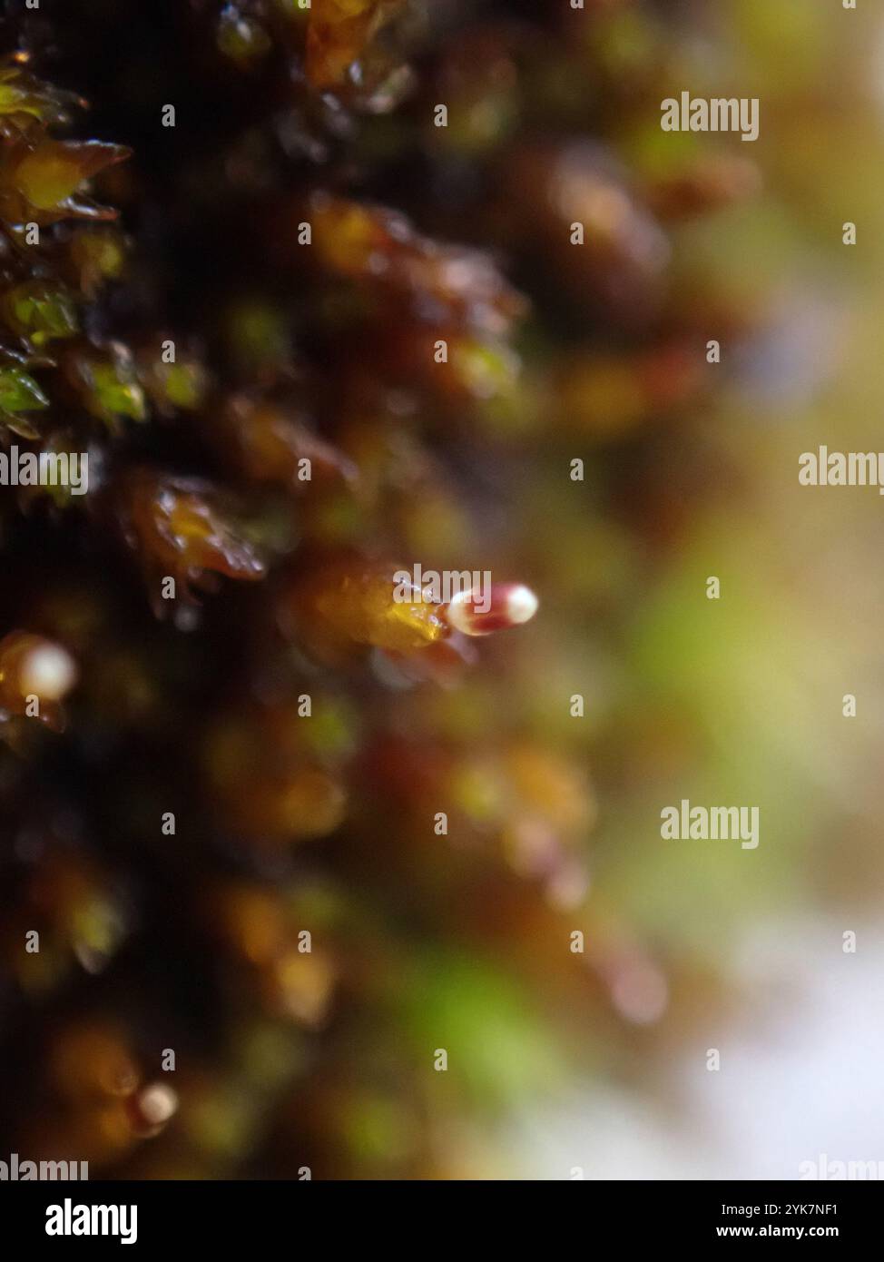 Black Rock Moss (Andreaea rupestris Stock Photo - Alamy
