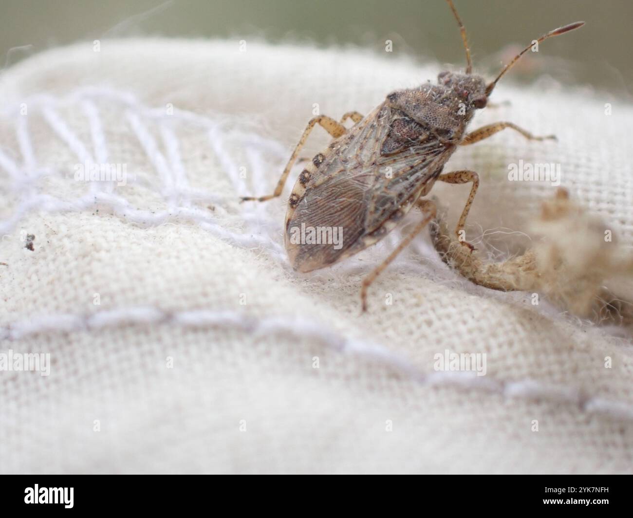 Scentless Plant Bugs (Rhopalidae Stock Photo - Alamy