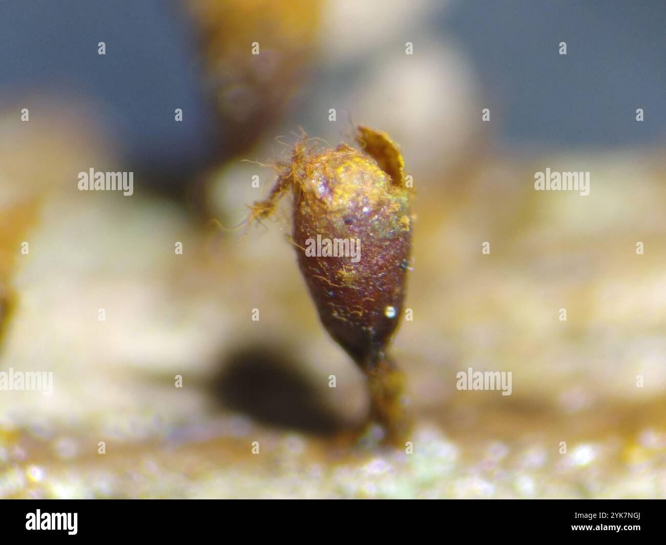 Trichia botrytis hi-res stock photography and images - Alamy