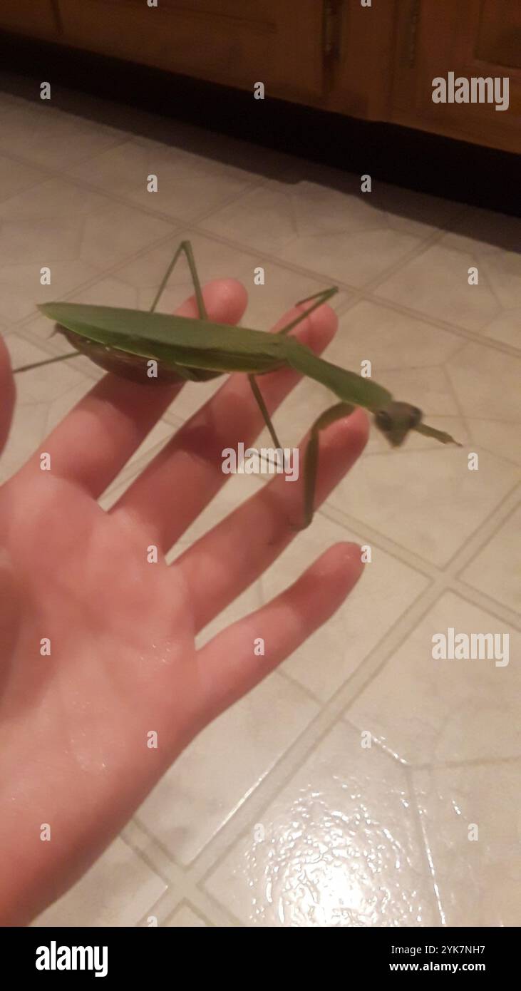 Narrow-winged Mantis (Tenodera angustipennis Stock Photo - Alamy