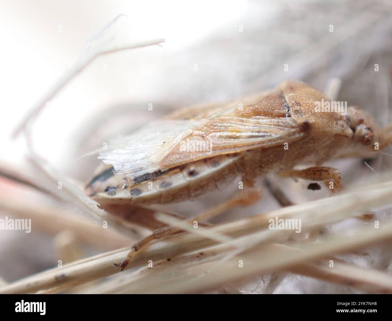 Scentless Plant Bugs (Rhopalidae Stock Photo - Alamy