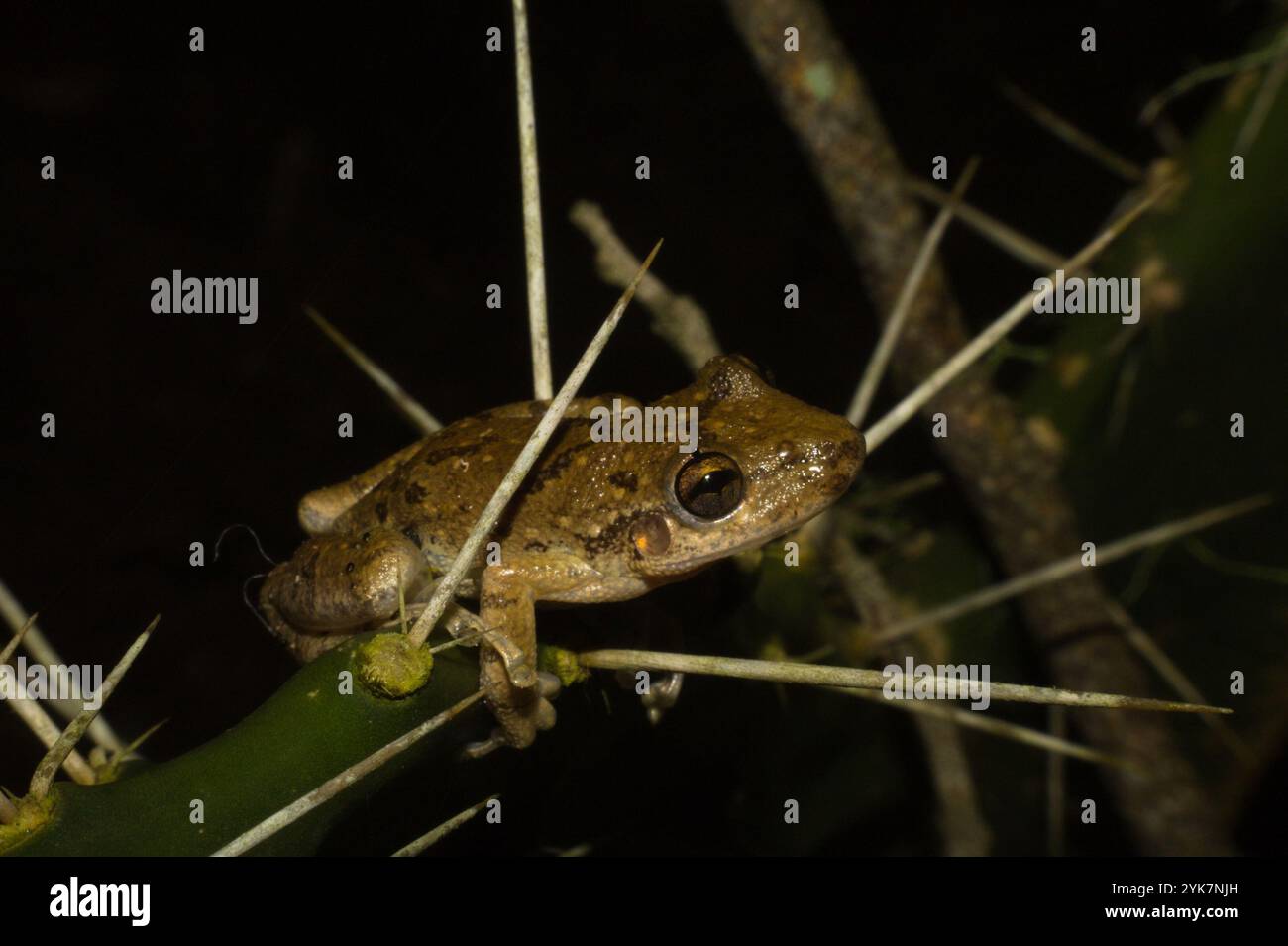 Fuscous-blotched Snouted Tree Frog (Scinax fuscovarius Stock Photo - Alamy