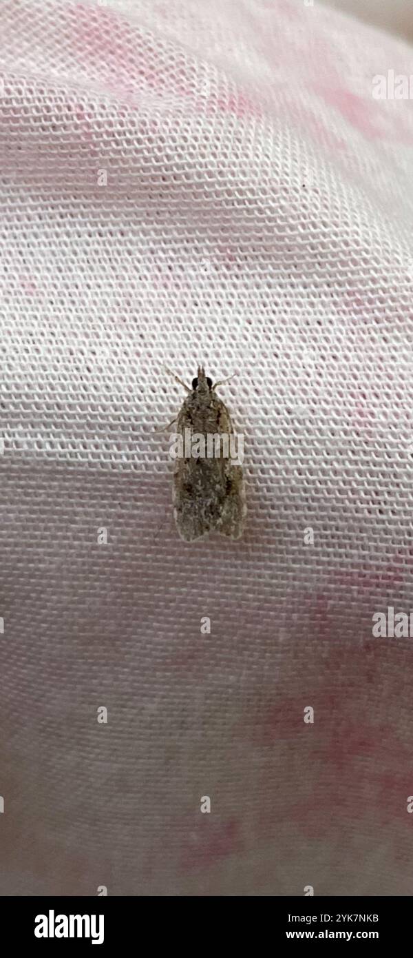 Many-spotted Scoparia Moth (Scoparia basalis Stock Photo - Alamy