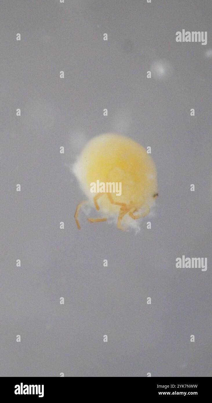 Water Mites (Hydrachnidia Stock Photo - Alamy
