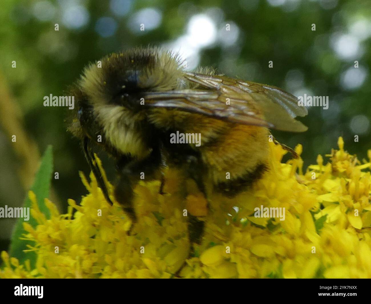 Tricolored Bumble Bee (Bombus ternarius Stock Photo - Alamy