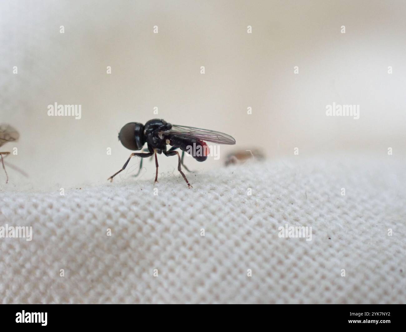 Big-headed Flies (Pipunculidae Stock Photo - Alamy