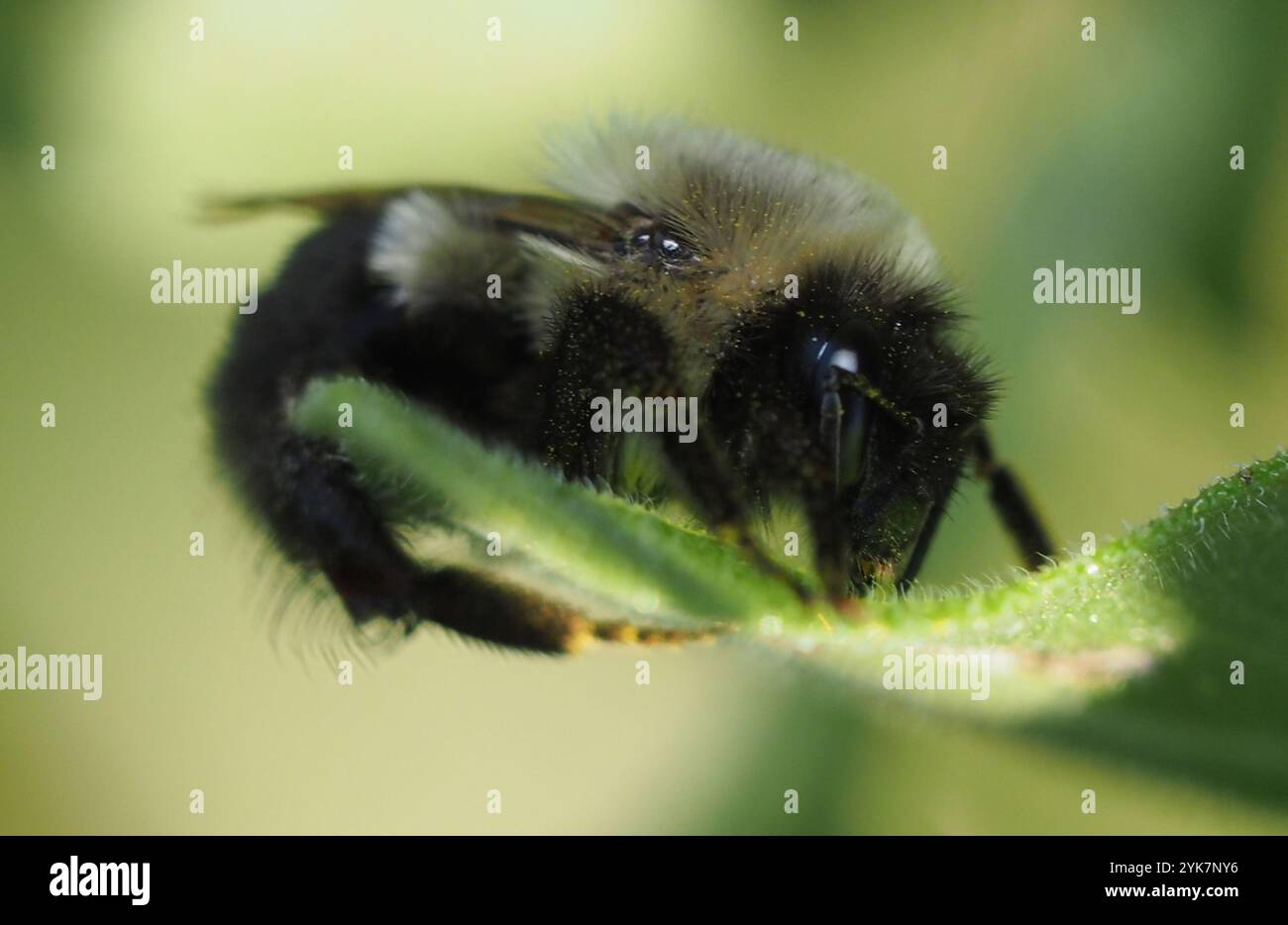 Common Eastern Bumble Bee (Bombus impatiens Stock Photo - Alamy