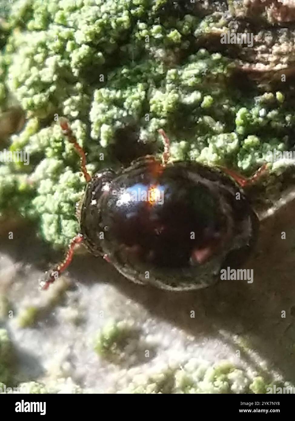 Agathidium hi-res stock photography and images - Alamy