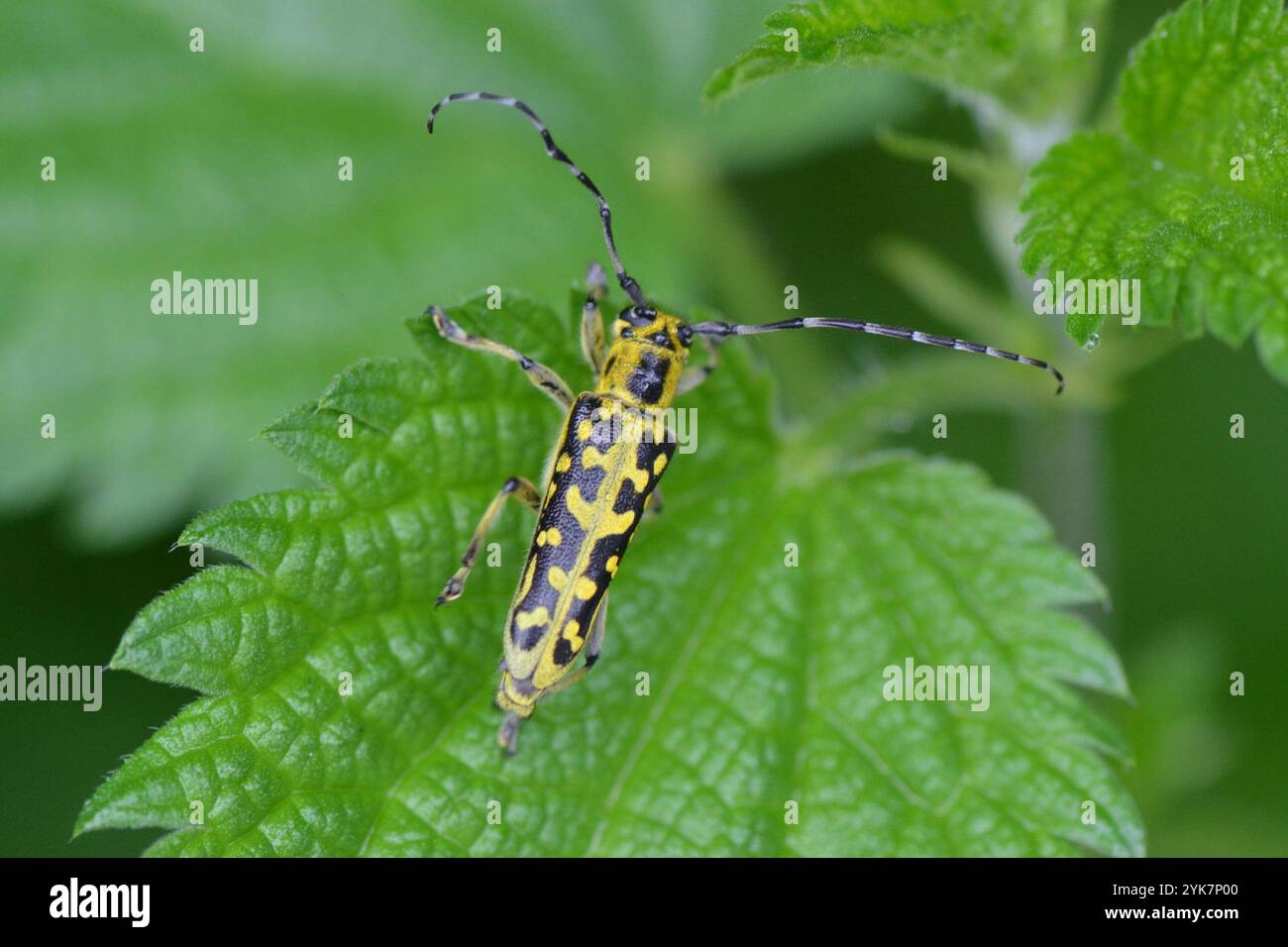 Ladder-marked Longhorn Beetle (Saperda scalaris Stock Photo - Alamy