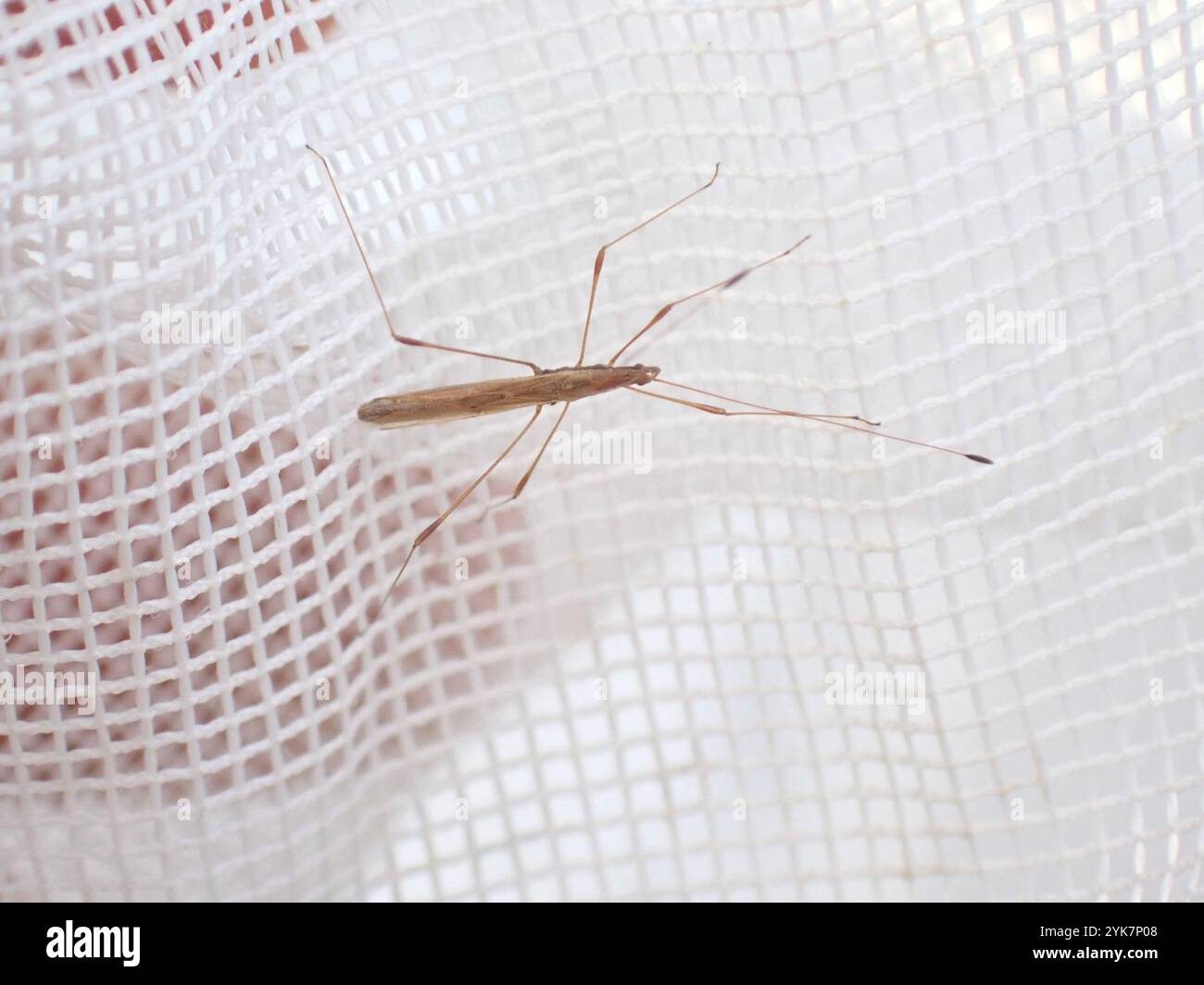 Stilt Bugs (Berytidae Stock Photo - Alamy