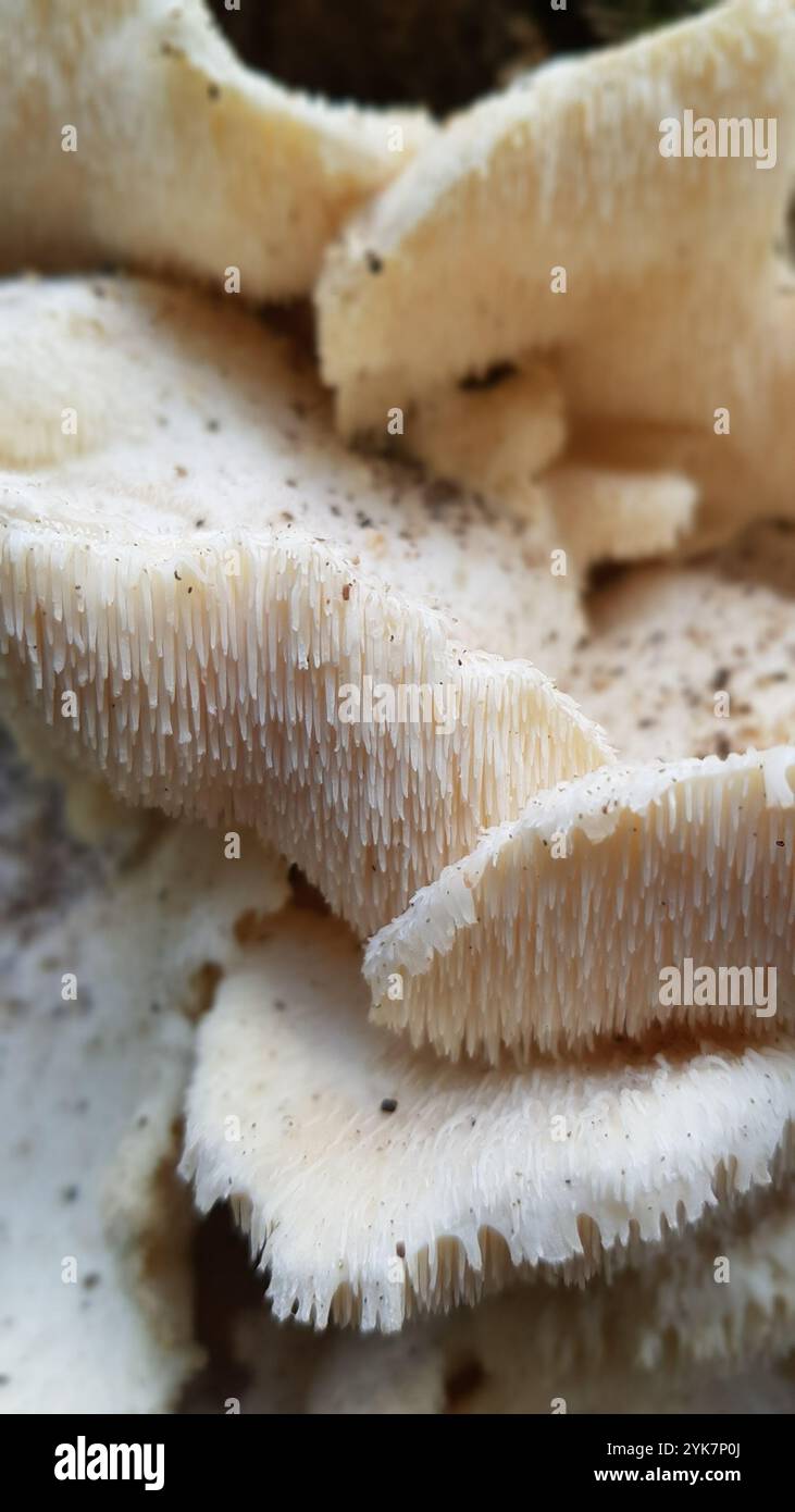 Tiered tooth fungus (Hericium cirrhatum Stock Photo - Alamy