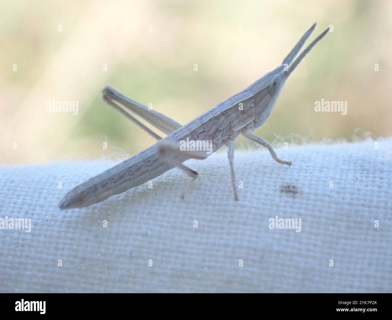 Bunch Grass Locust (Pseudopomala brachyptera Stock Photo - Alamy