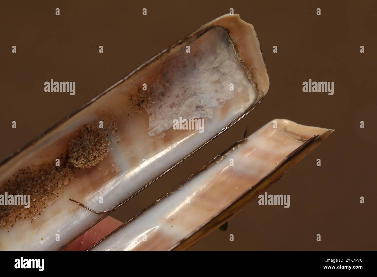 Ensis leei hi-res stock photography and images - Alamy