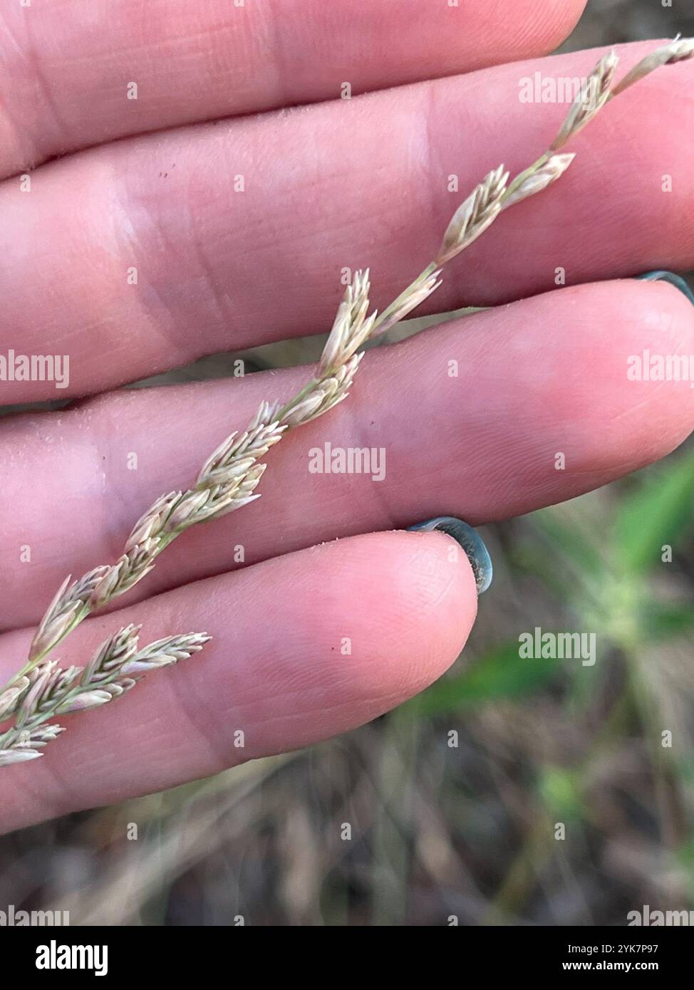 Slim Tridens (Tridentopsis mutica Stock Photo - Alamy