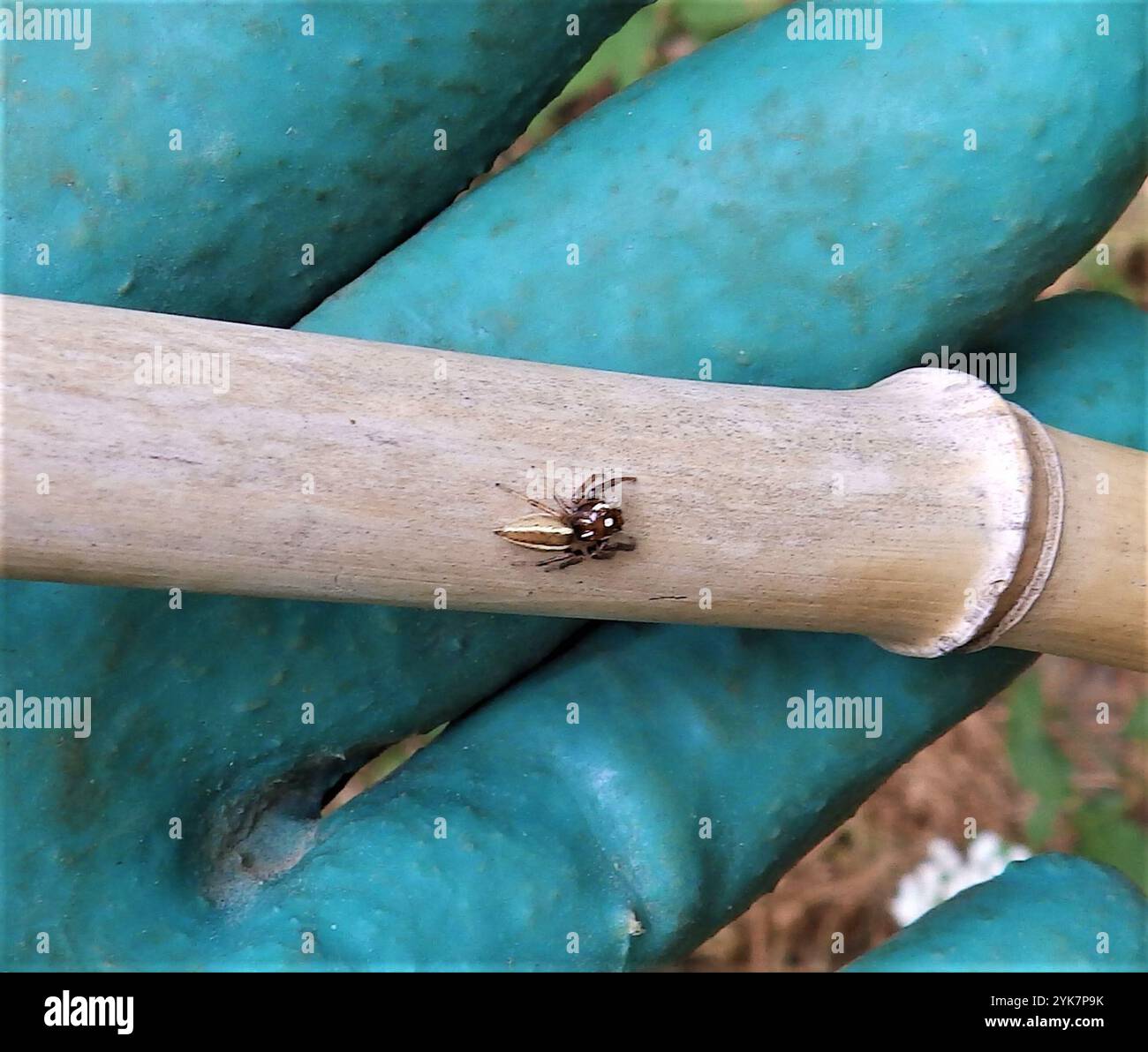 Sylvan Jumping Spider (Colonus sylvanus Stock Photo - Alamy