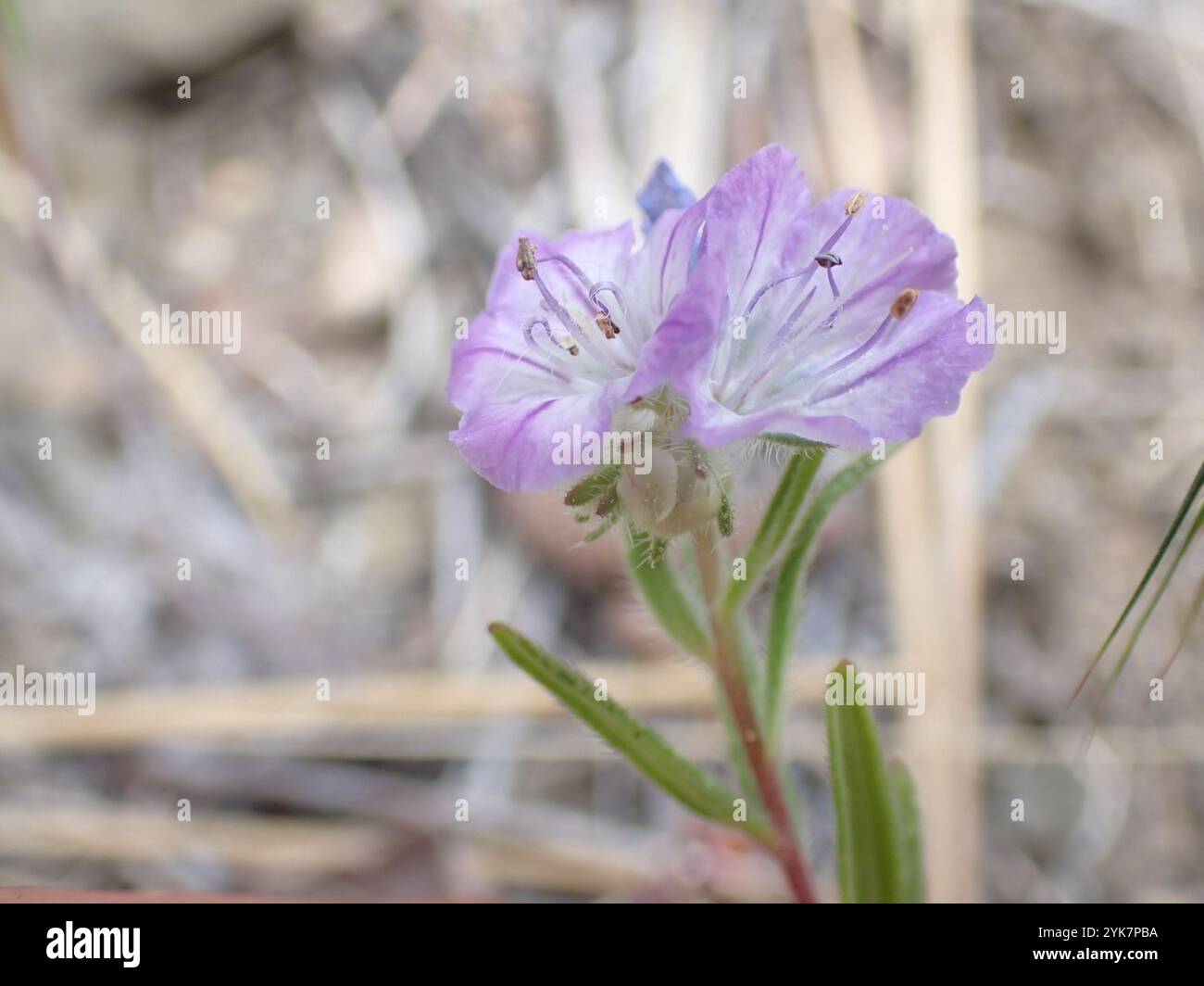 Linearleaf Phacelia (Phacelia linearis Stock Photo - Alamy