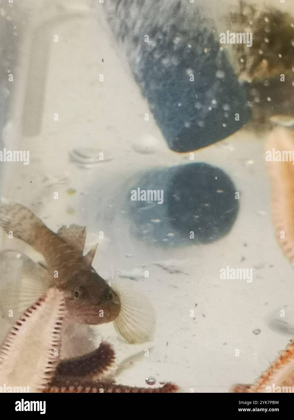 Ray-finned Fishes (Actinopterygii Stock Photo - Alamy