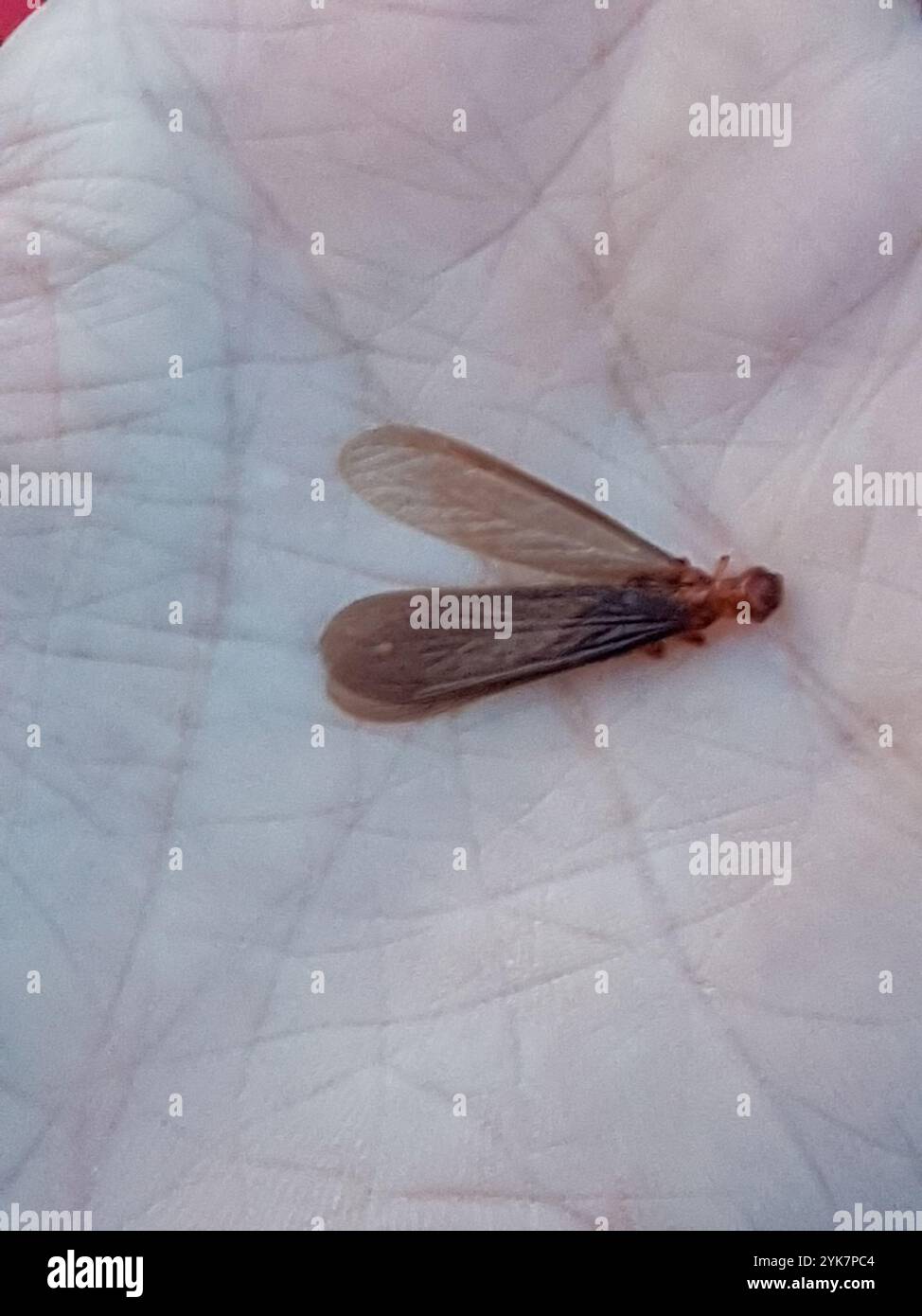 Pacific Dampwood Termite (Zootermopsis angusticollis Stock Photo - Alamy