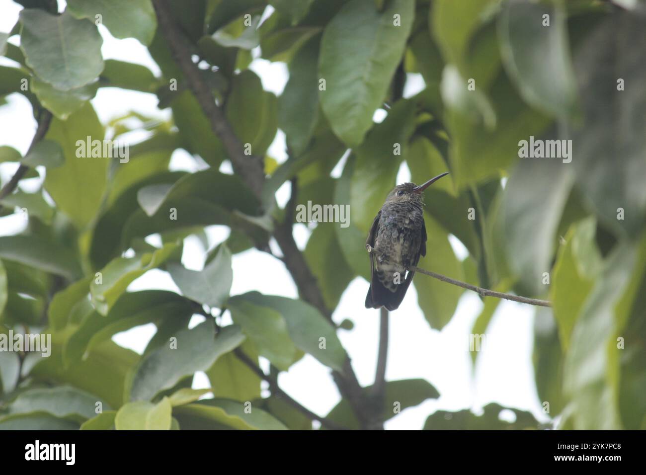 Chionomesa lactea hi-res stock photography and images - Alamy