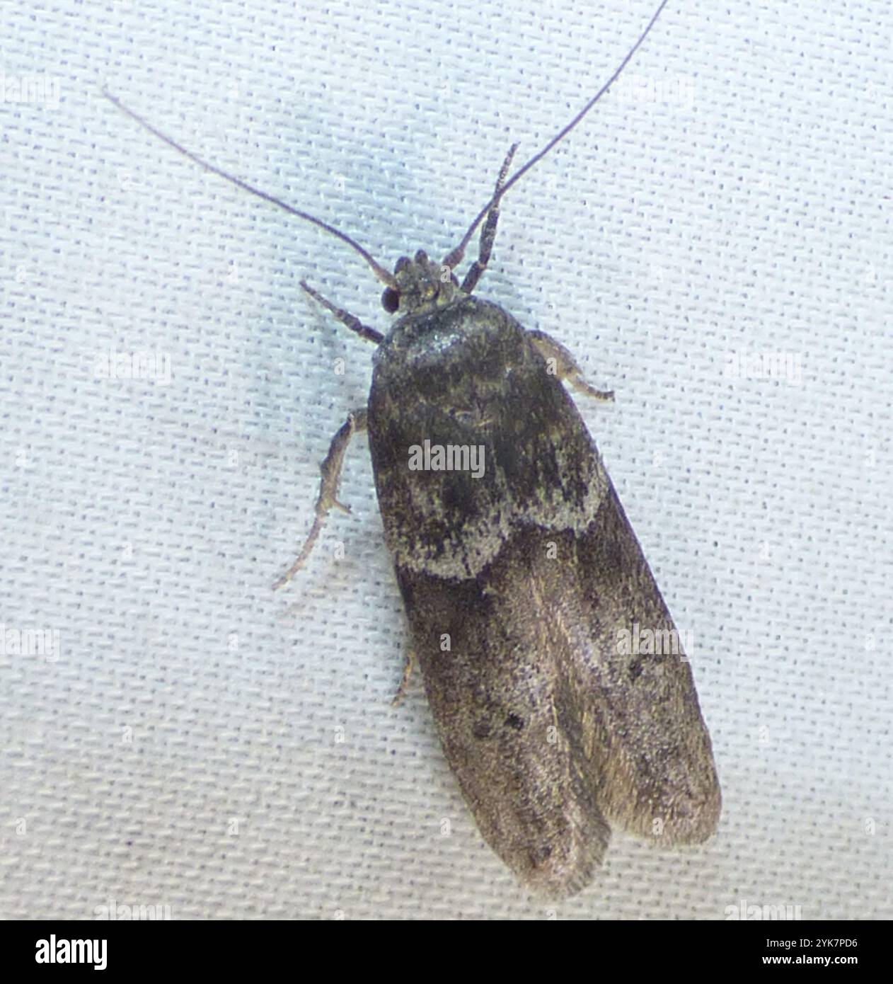 Acorn moth hi-res stock photography and images - Alamy