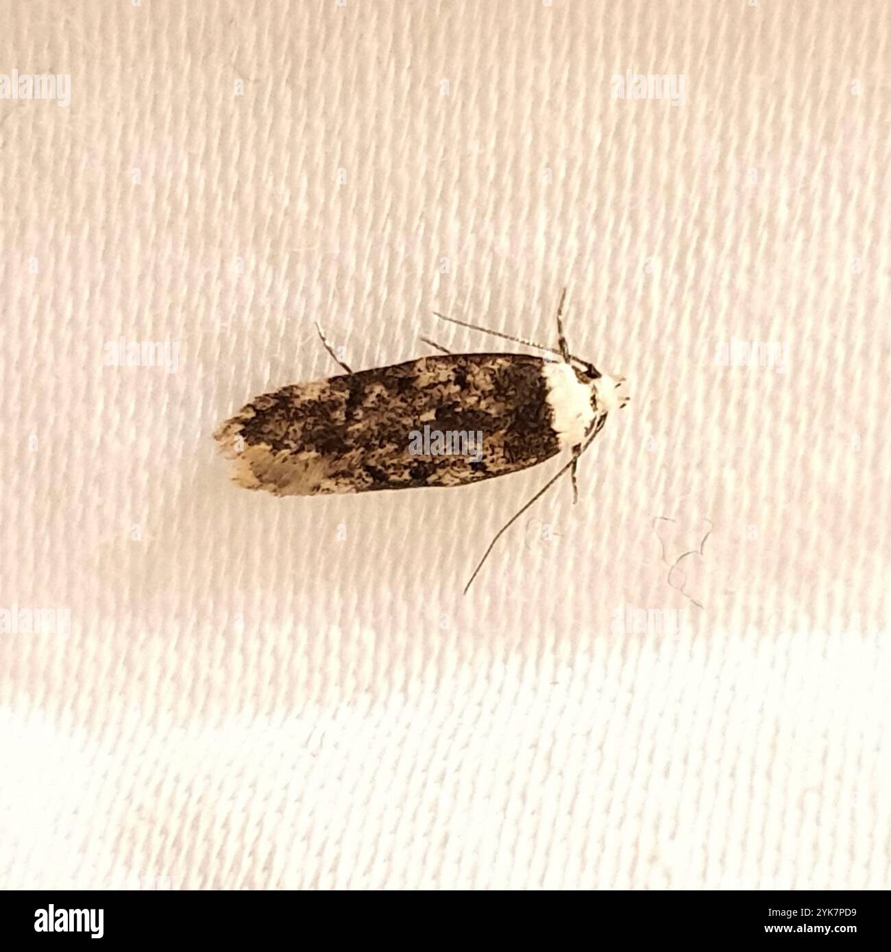 White-shouldered House Moth (Endrosis sarcitrella Stock Photo - Alamy