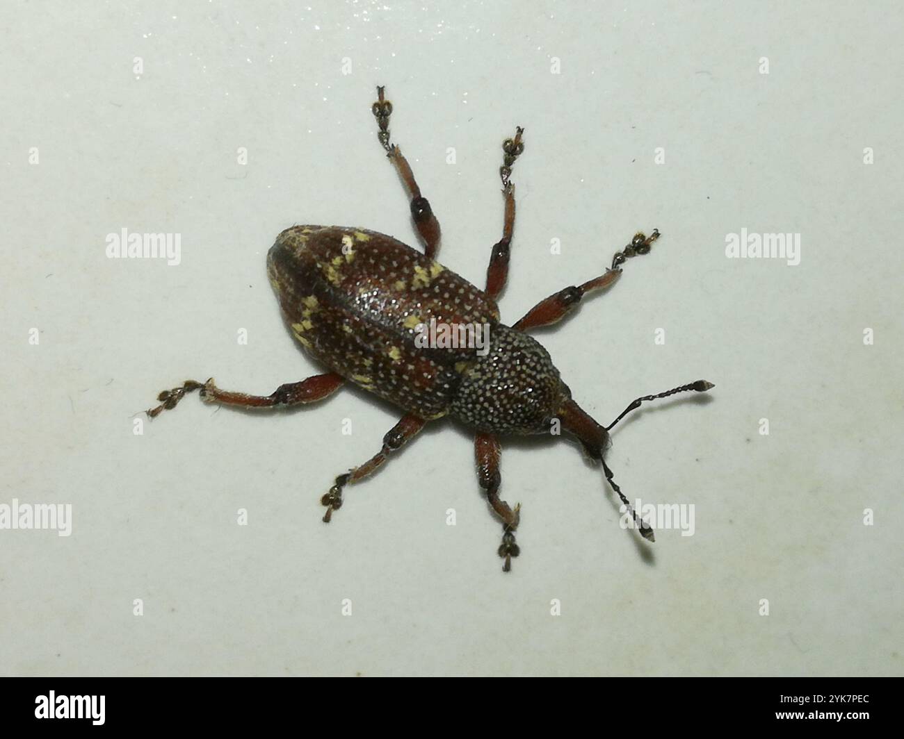 Purple Loosestrife Root Borer (Hylobius transversovittatus Stock Photo ...