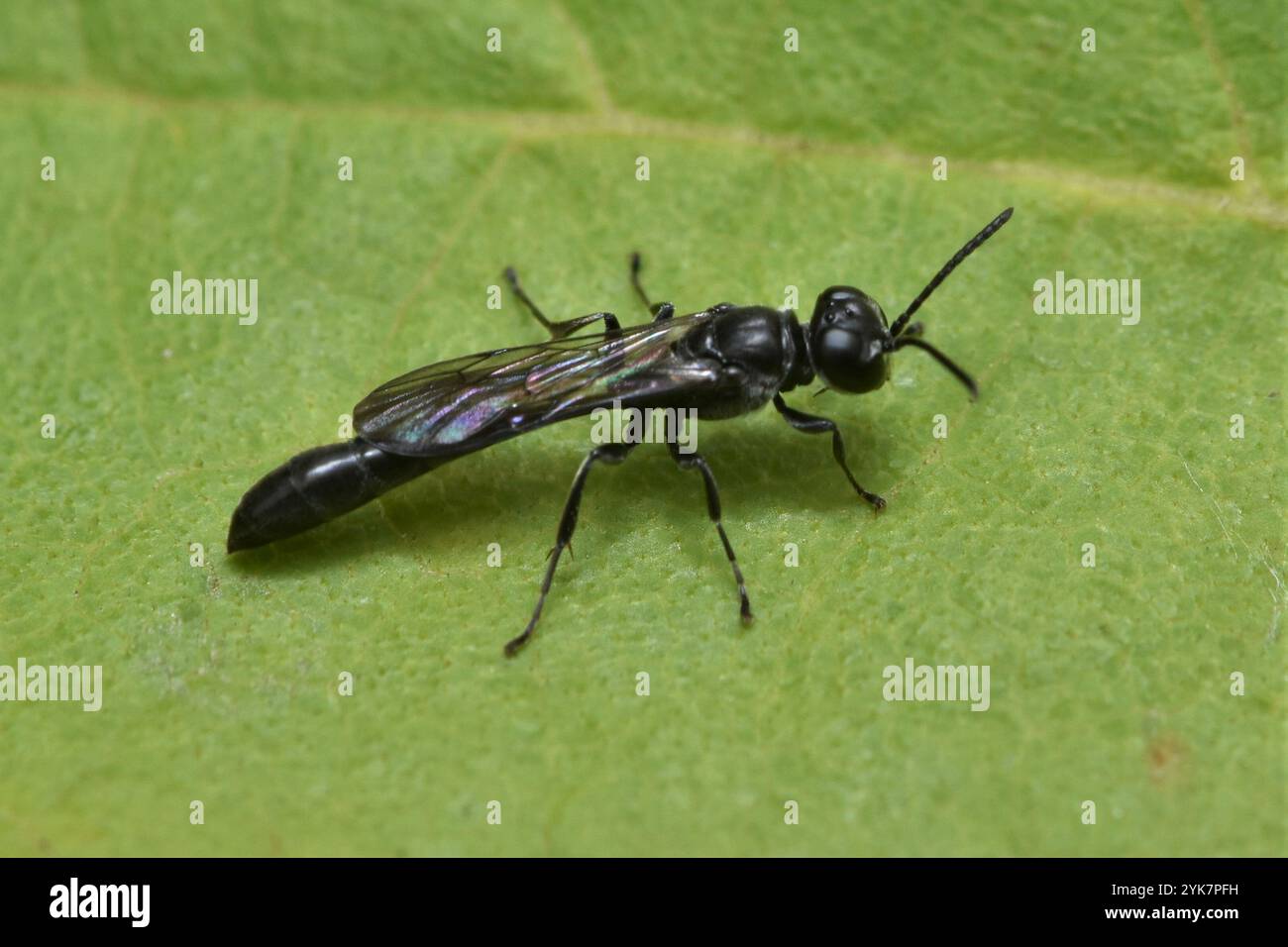 Trypoxylon hi-res stock photography and images - Alamy