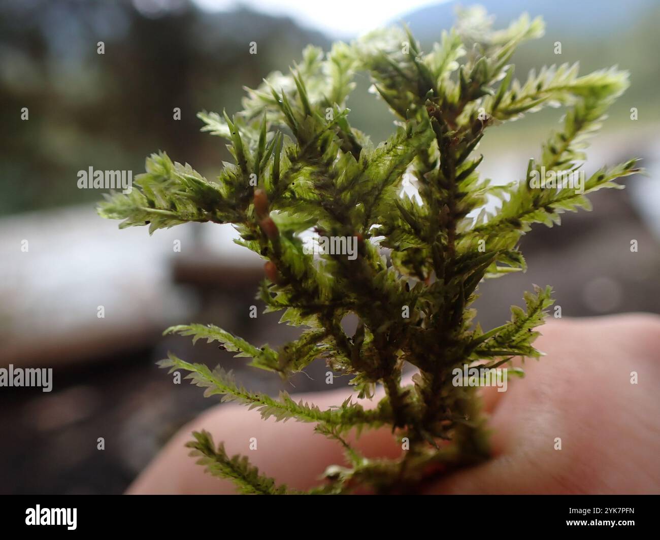 Neckera pennata hi-res stock photography and images - Alamy