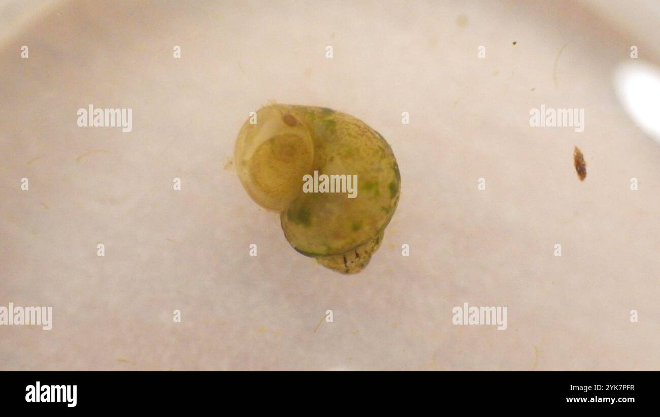 Hydrobiid Mud Snails (Hydrobiidae Stock Photo - Alamy