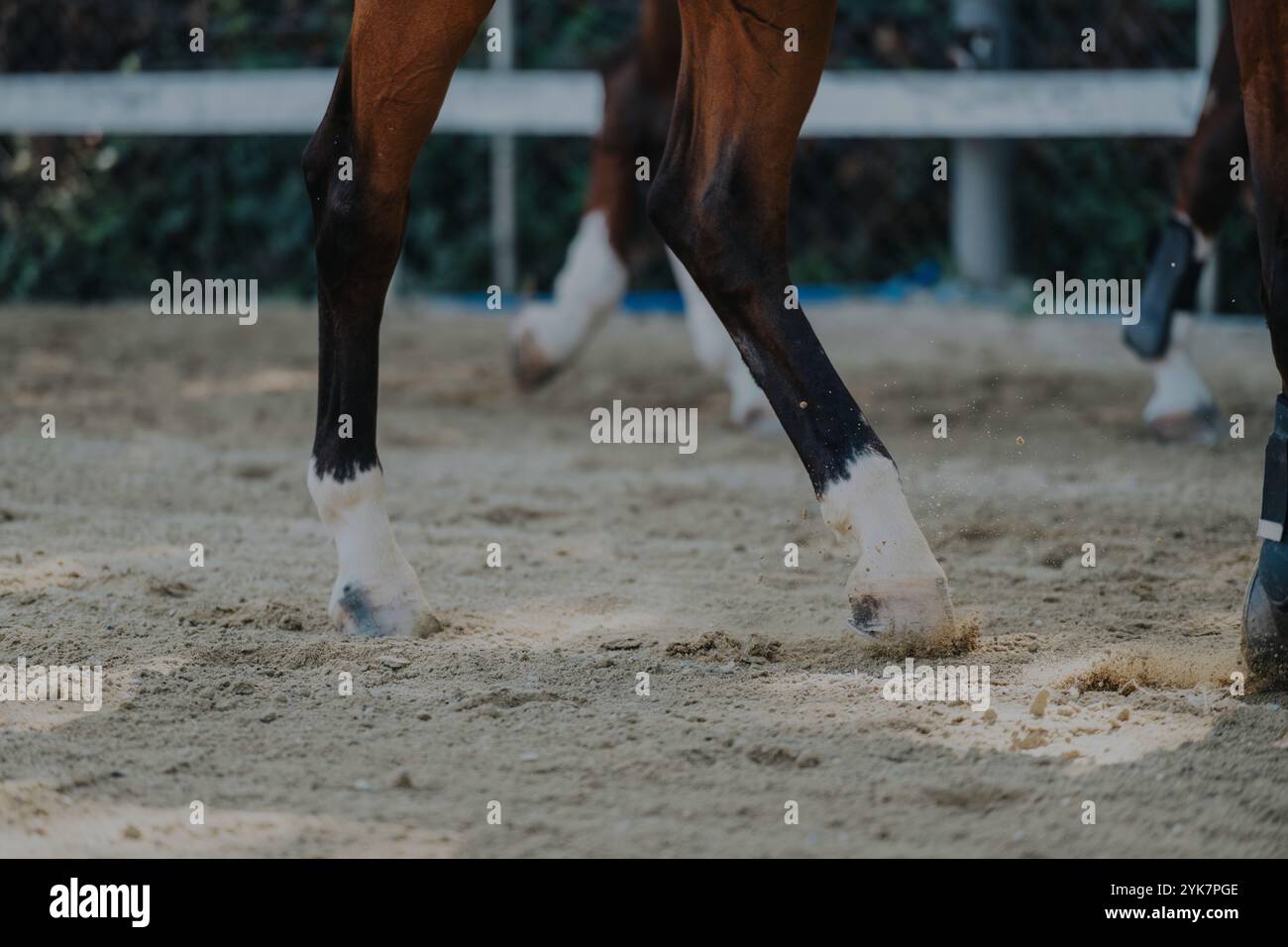 Close-up of horse hooves trotting on sandy equestrian ground Stock ...