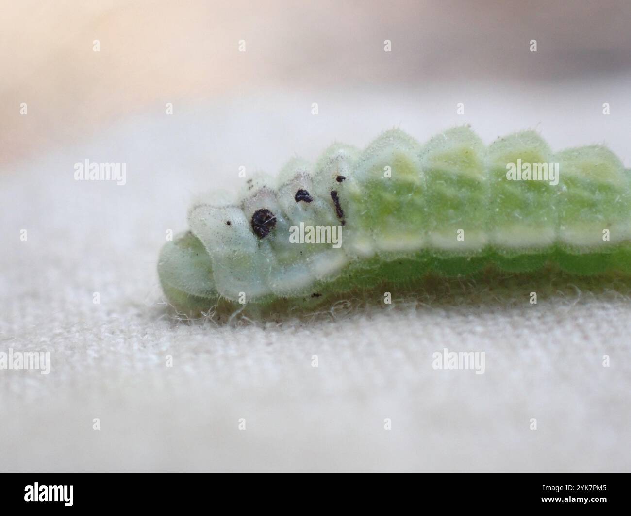Gossamer-winged Butterflies (Lycaenidae Stock Photo - Alamy