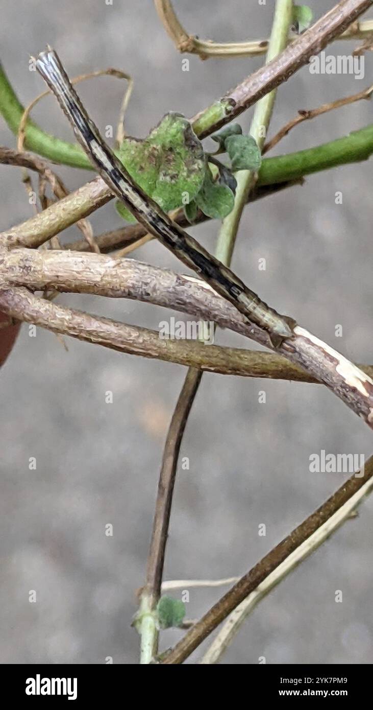 Geometer Moths (Geometridae Stock Photo - Alamy