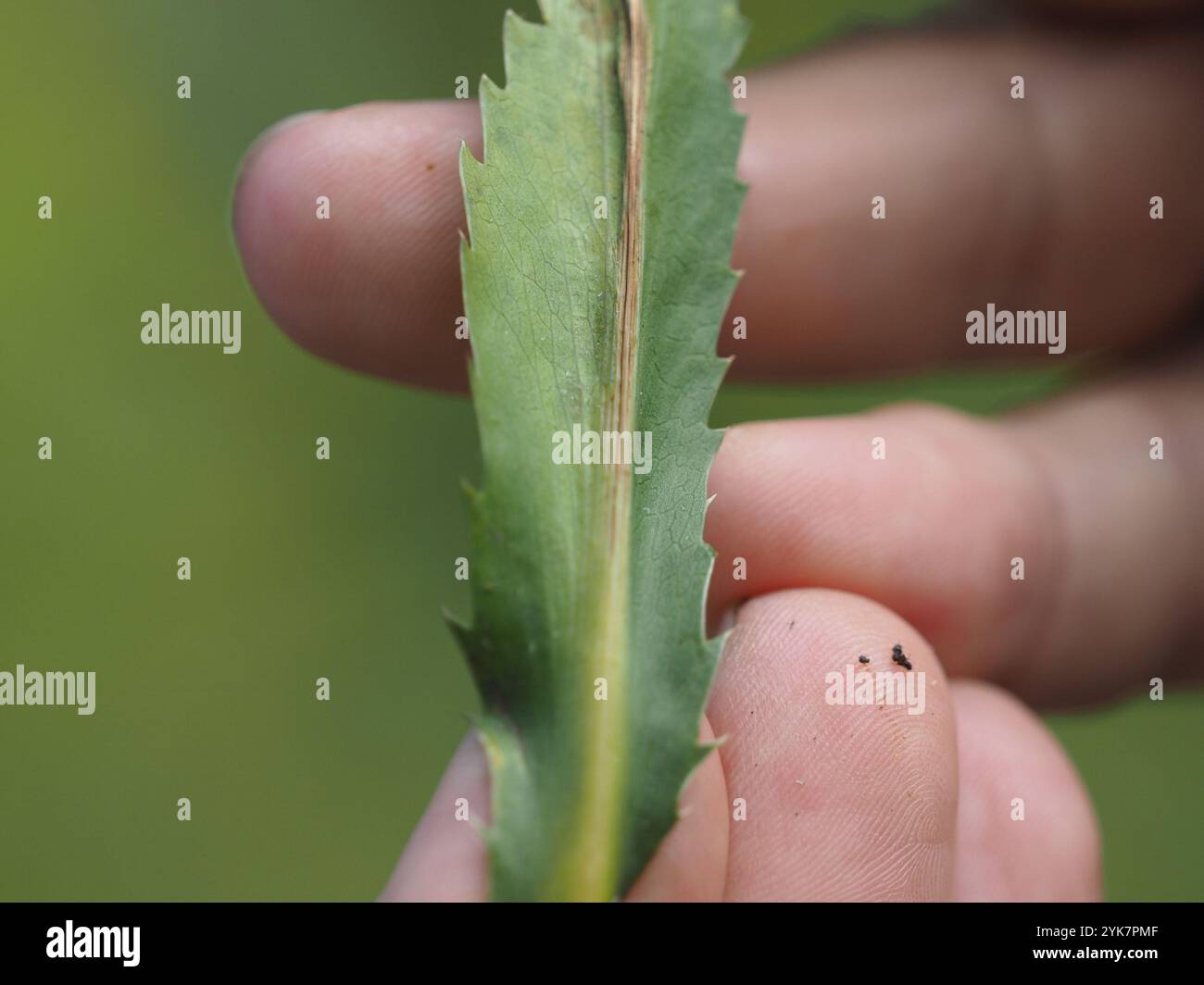 Eryngium aquaticum hi-res stock photography and images - Alamy