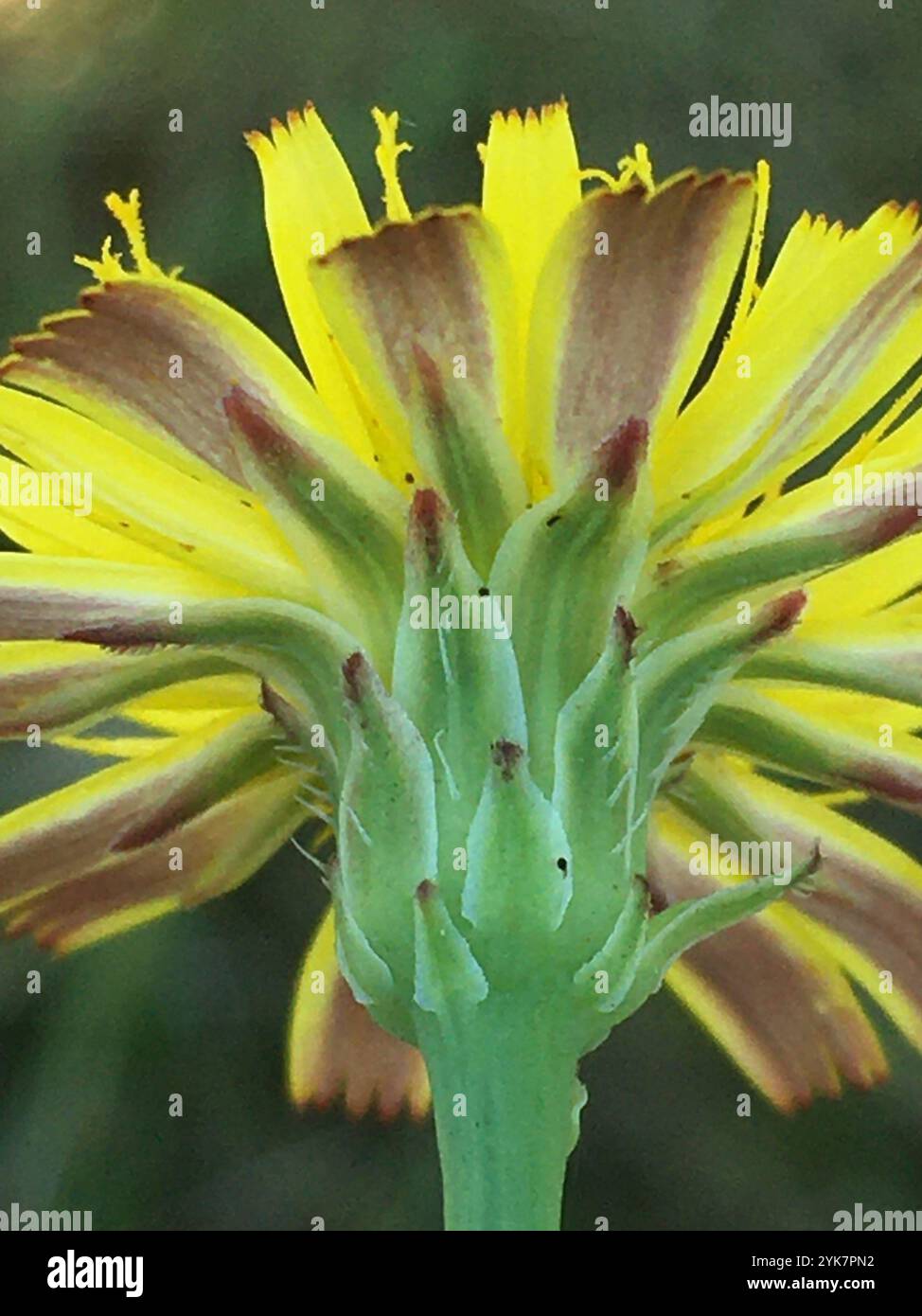 Common Cat's-ear (Hypochaeris radicata Stock Photo - Alamy