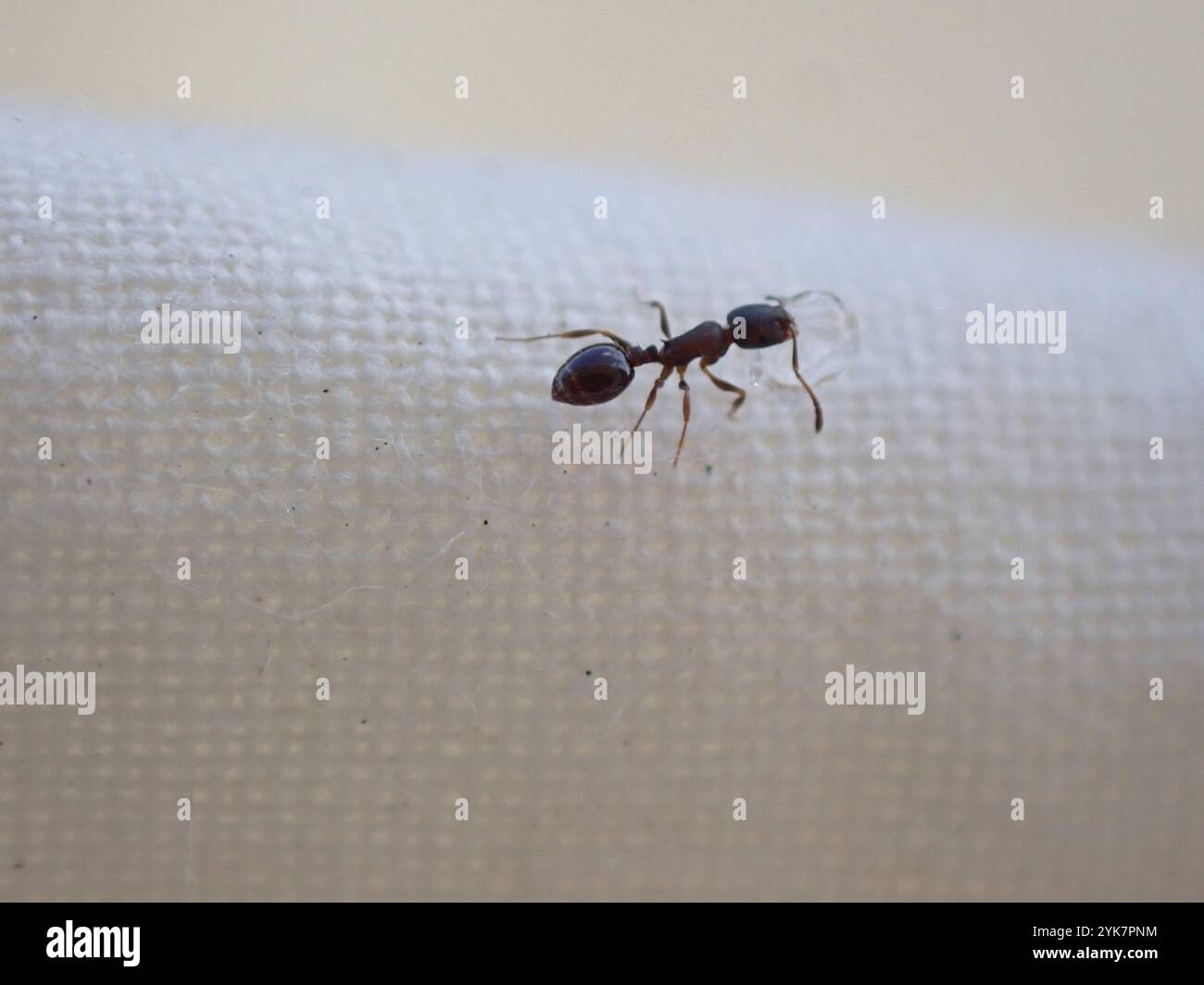 Acorn Ants and Allies (Temnothorax Stock Photo - Alamy