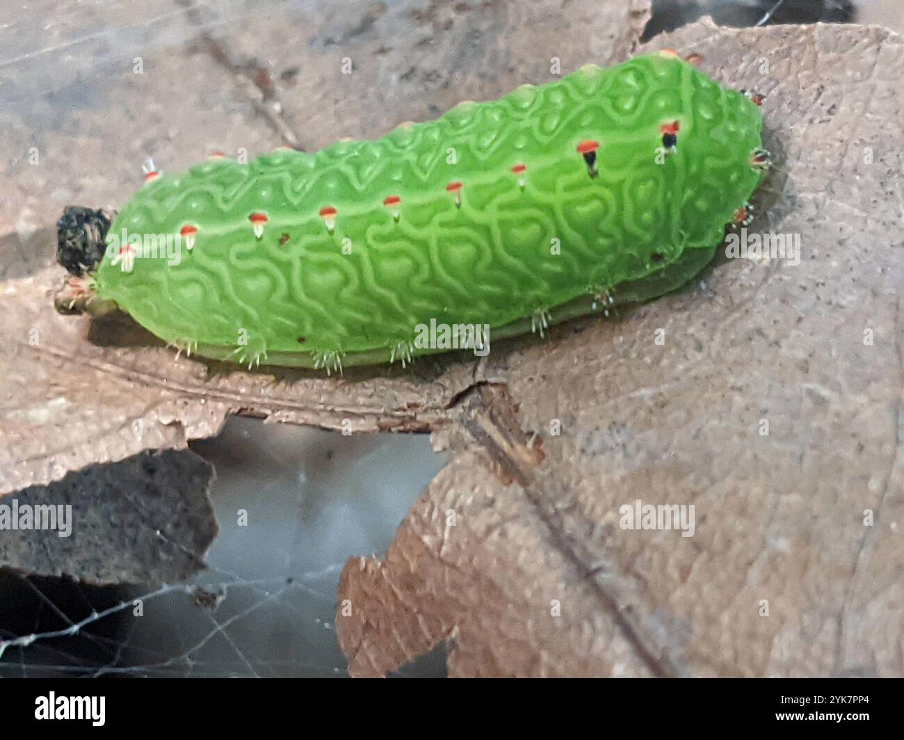 Nasons slug hi-res stock photography and images - Alamy