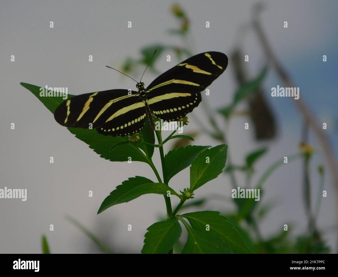 Zebra Longwing (Heliconius charithonia Stock Photo - Alamy