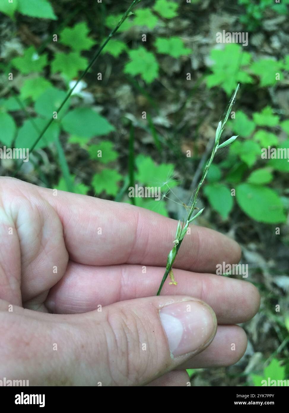 White-grained Mountain-ricegrass (Oryzopsis asperifolia Stock Photo - Alamy