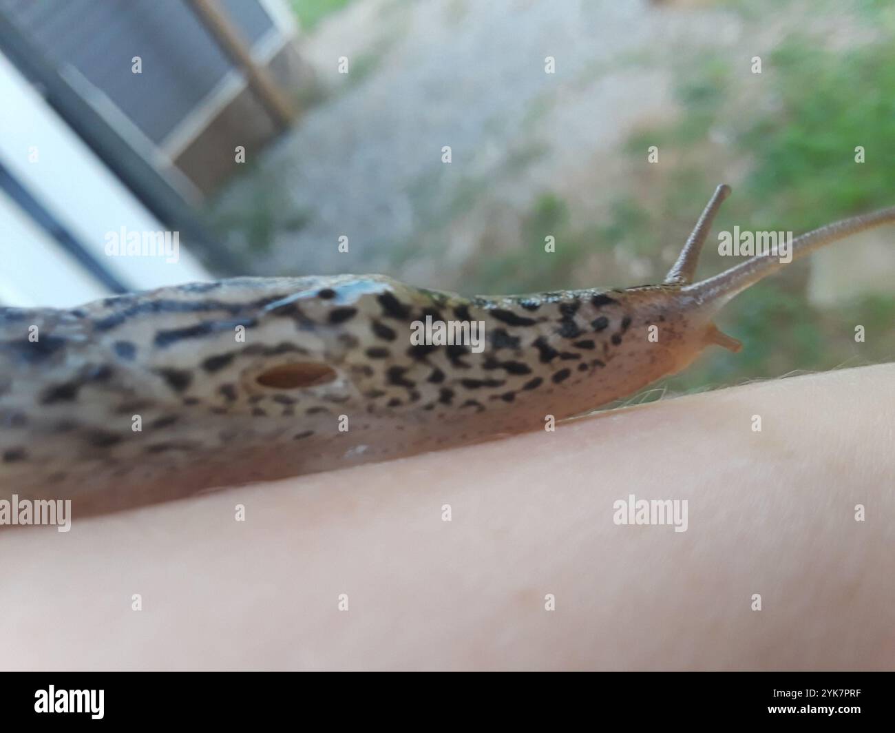 Leopard Slug (Limax maximus Stock Photo - Alamy