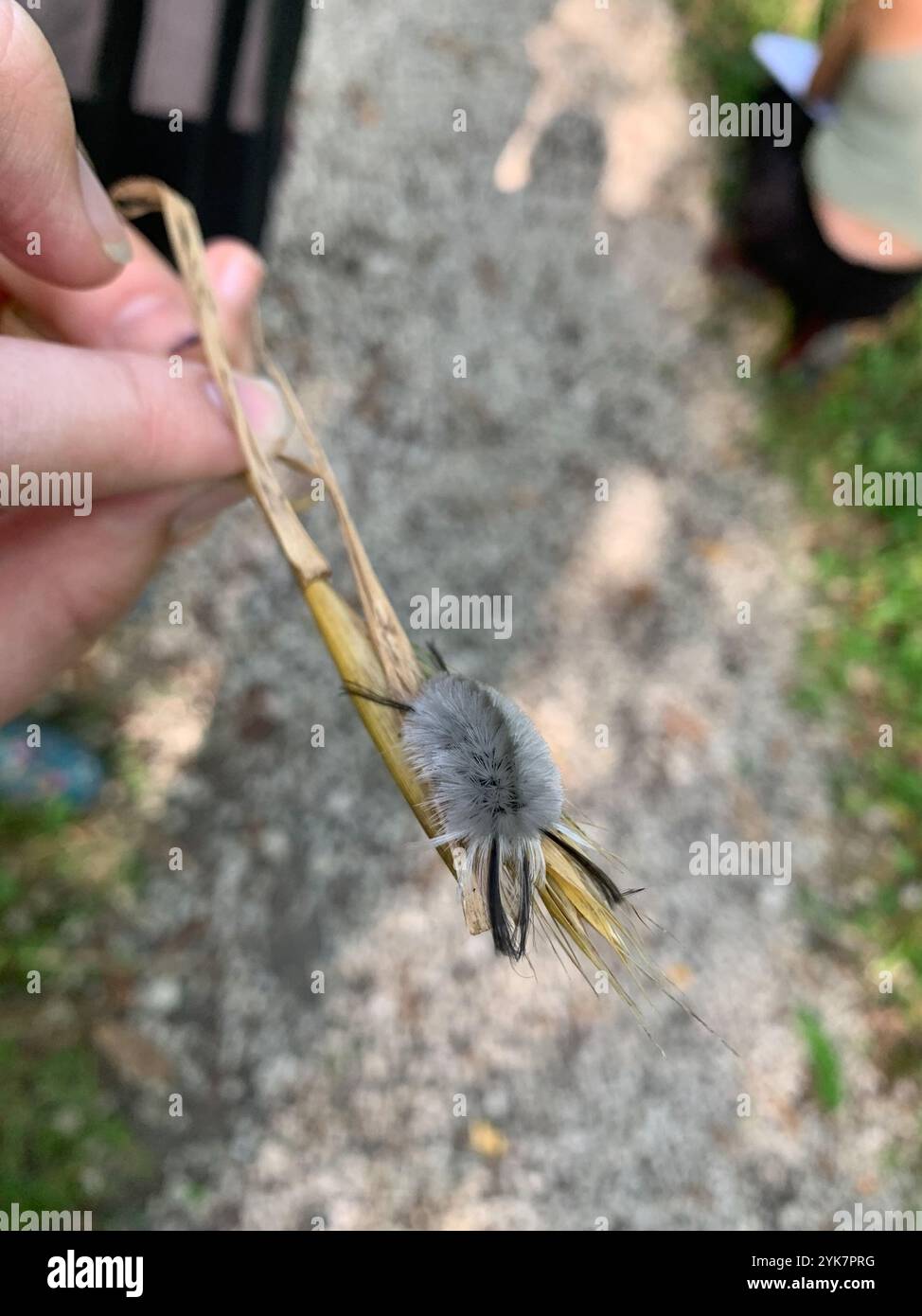 Banded Tussock Moth (Halysidota tessellaris Stock Photo - Alamy
