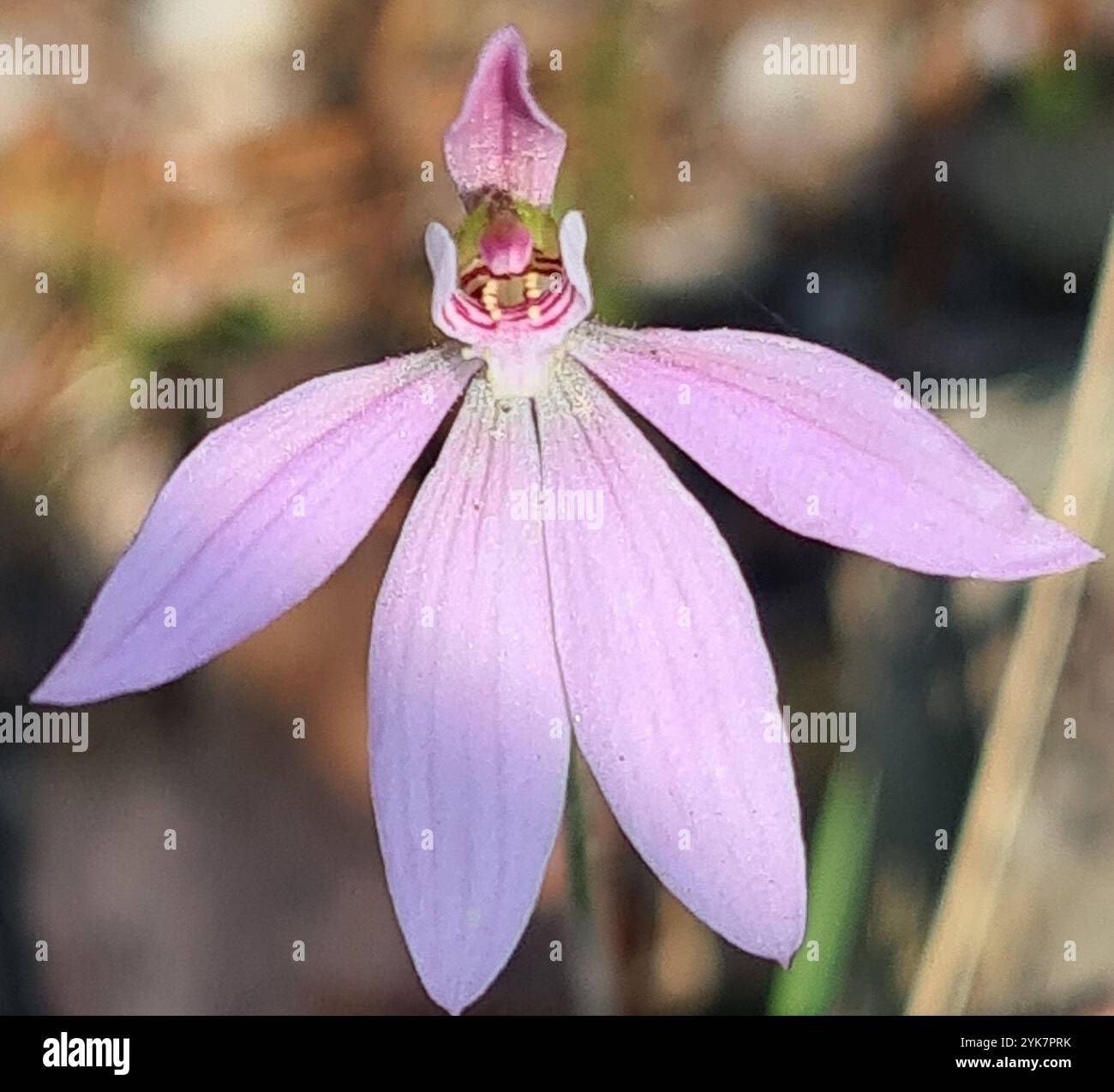 Pink Lady Fingers (Caladenia carnea Stock Photo - Alamy